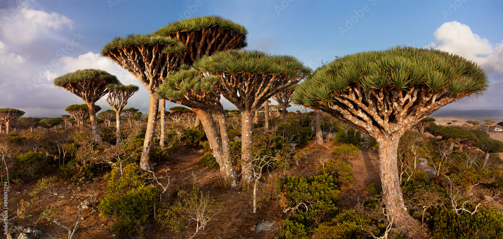 Socotra dragon tree or dragon blood tree, is a tree native to Socotra ...