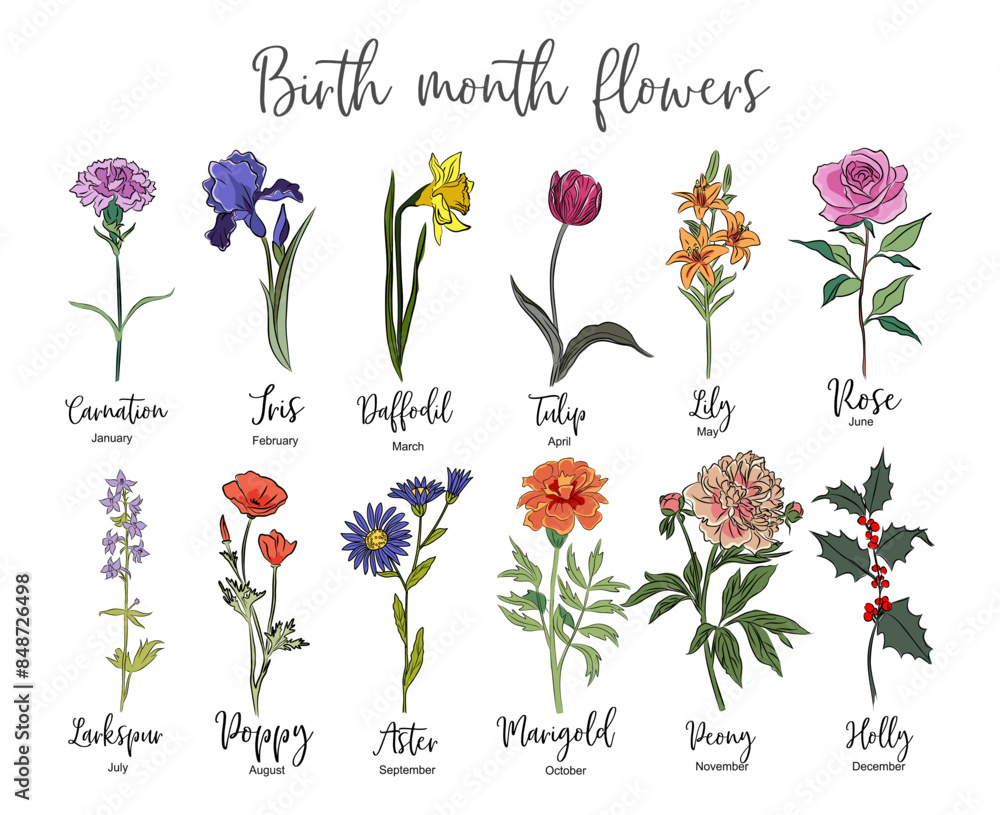 Set of Birth month flowers colored outline vector drawing. Carnation ...