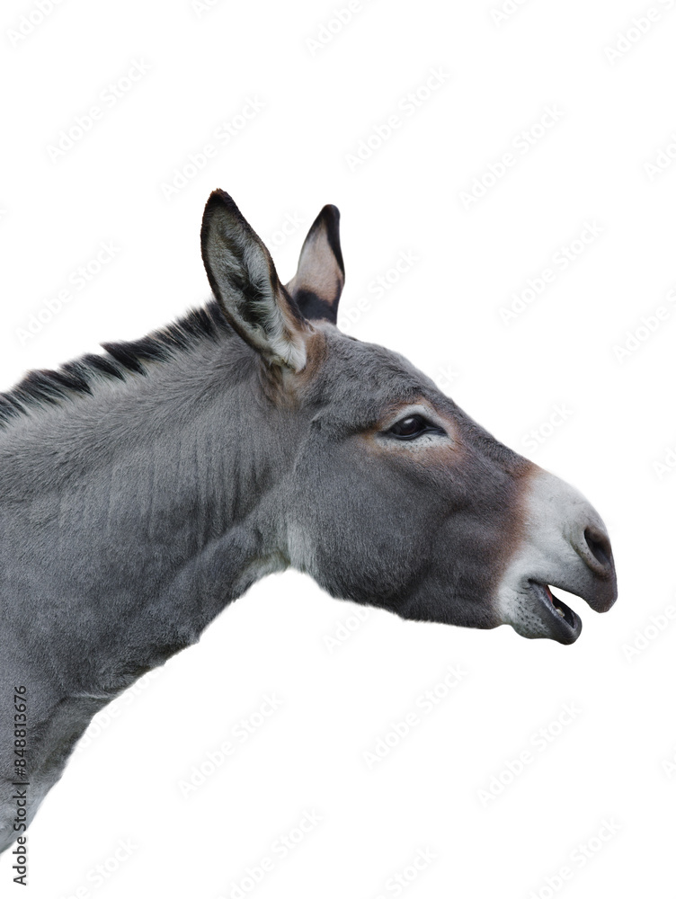 portrait of a screaming donkey isolated on white background Stock Photo ...