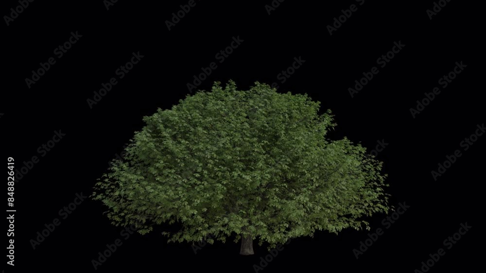 Horse chestnut Tree blowing in the wind. Wind blows the Aesculus ...