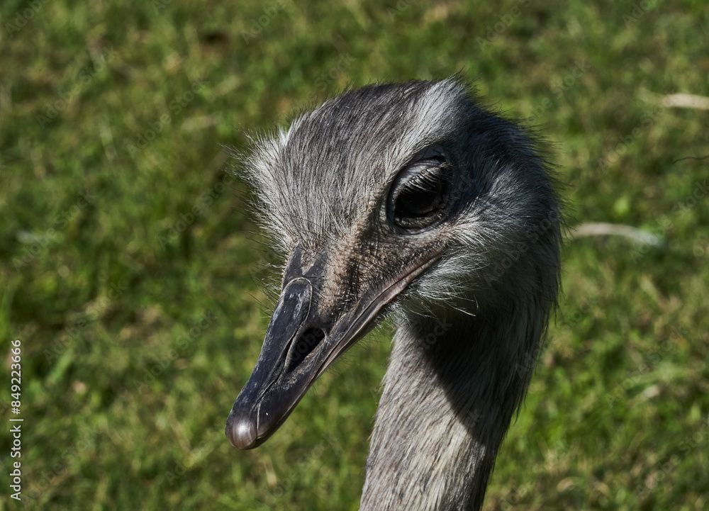 Different animals such as crocodiles, turtles, parrots, parrots, vipers ...