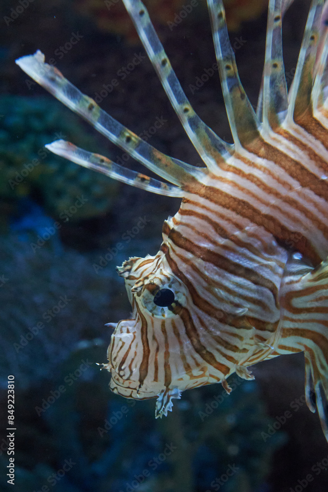 Different animals such as crocodiles, turtles, parrots, parrots, vipers ...