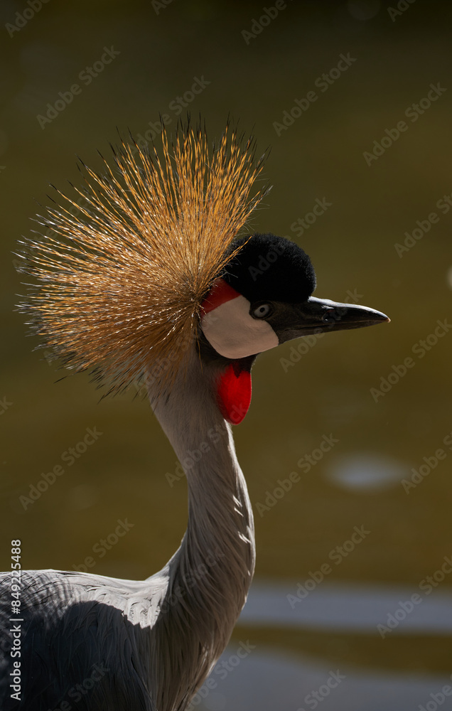 Different animals such as crocodiles, turtles, parrots, parrots, vipers ...