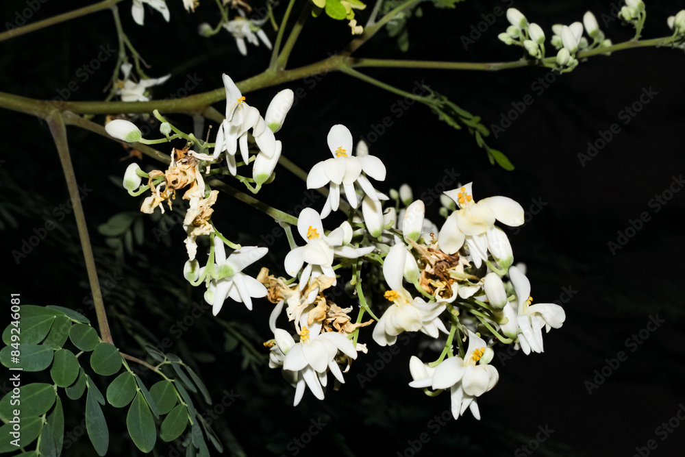 White flowers, on the Moringa Oleifera tree itself, a plant from the ...