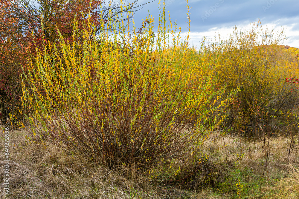 Salix purpurea purple willow or osier is a species of Salix native to ...
