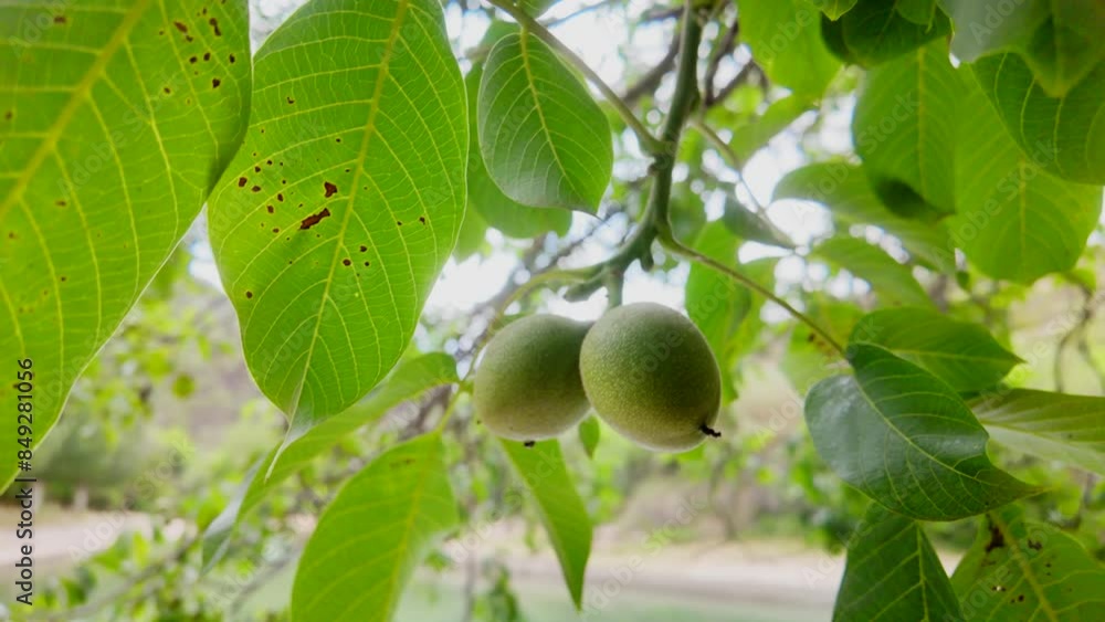 Two nuts hanging from a tree branch. The nuts are green and appear to ...