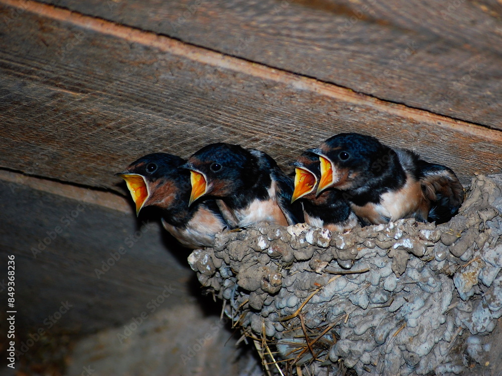 Yellow open-mouthed swallow birds shout in nest. Hungry martin birds ...