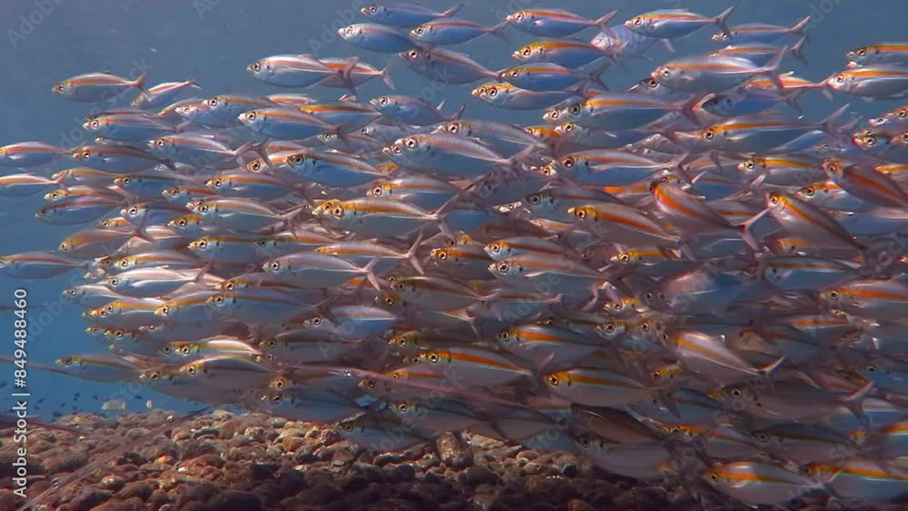Big school of swimming snappers. School of tropical fish - fusiliers ...