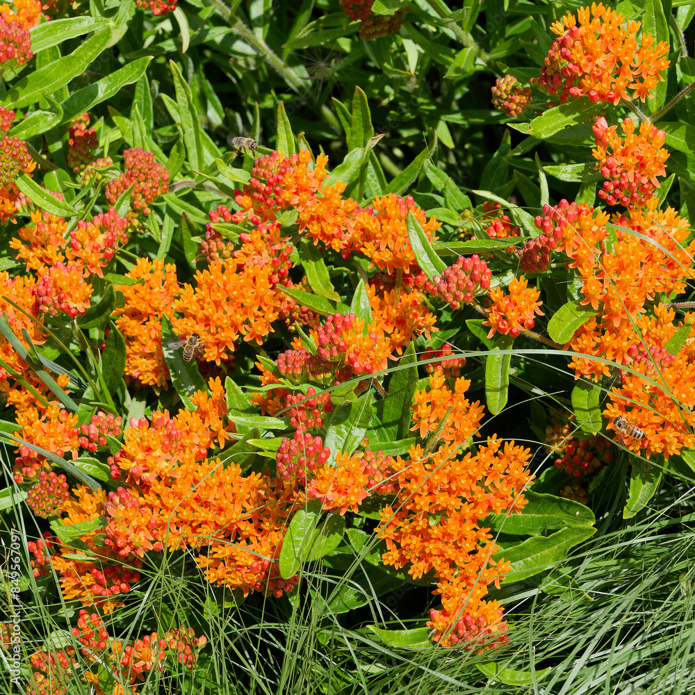Asclepias tuberosa | Butterfly weed or orange swallow-wort with orange ...