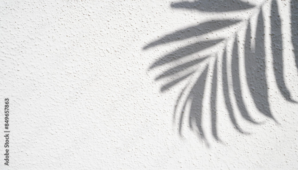 Grey shadow of natural palm leaf abstract background falling on white ...