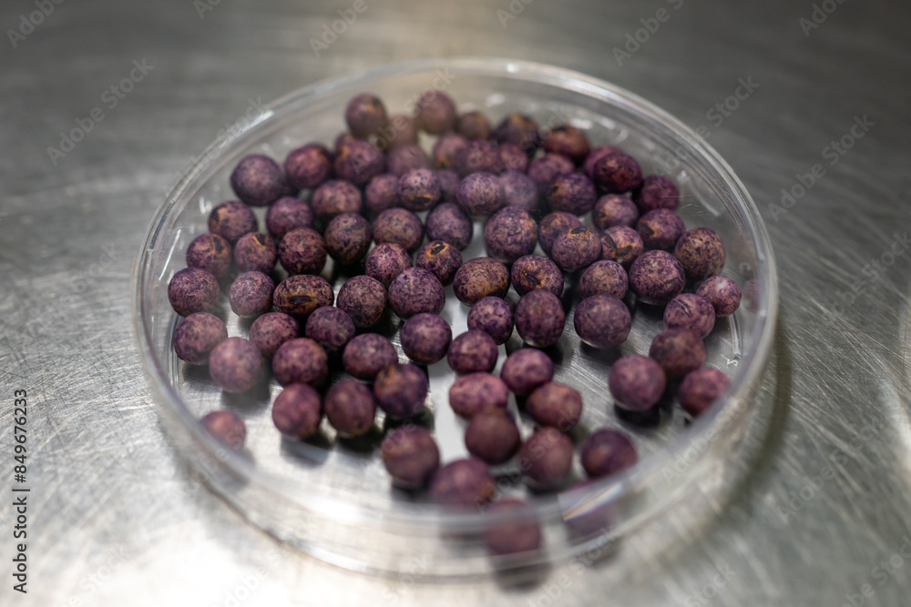 Samples of new legumes and vegetables seeds varieties in seed bank ...