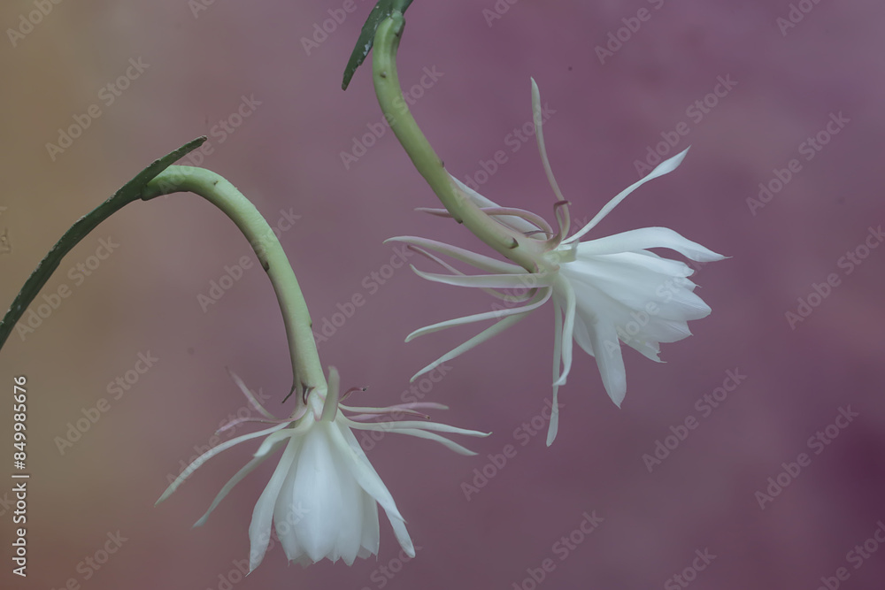 The elegance of the Dutchman's pipe flower in full bloom. This flower ...