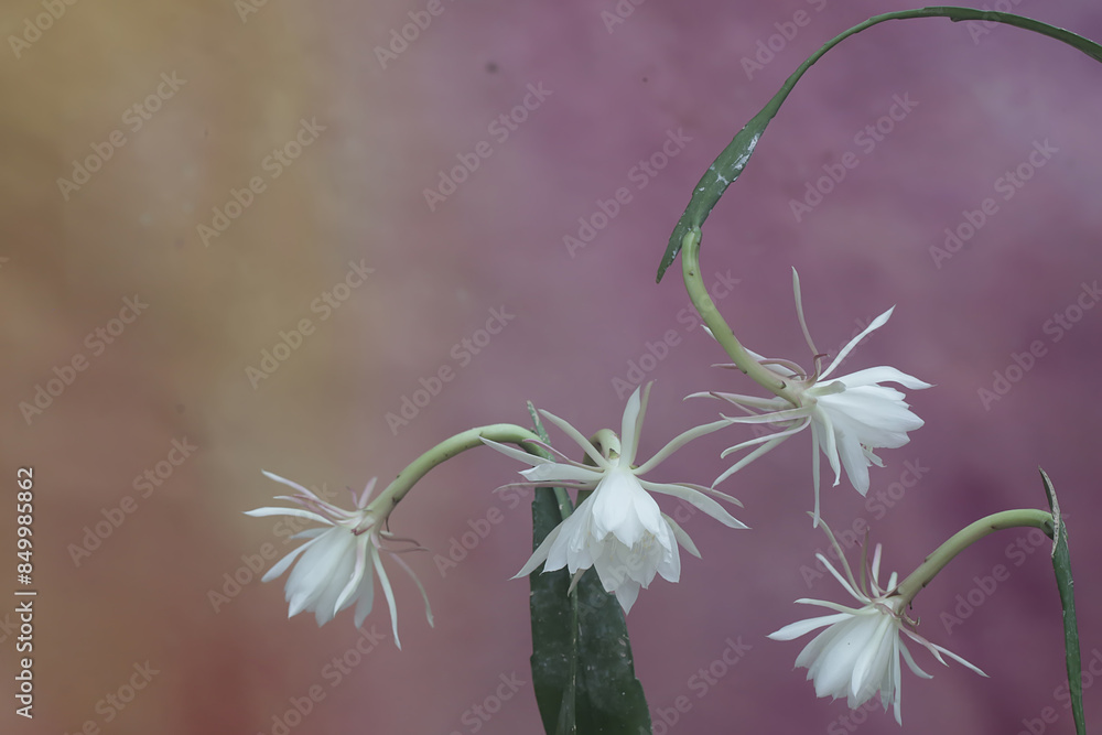 The elegance of the Dutchman's pipe flower in full bloom. This flower ...