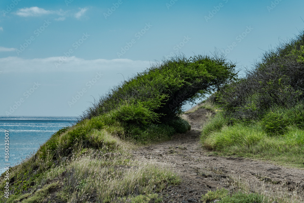Windswept tree / wind blown tree, Neltuma pallida / Prosopis pallida is ...