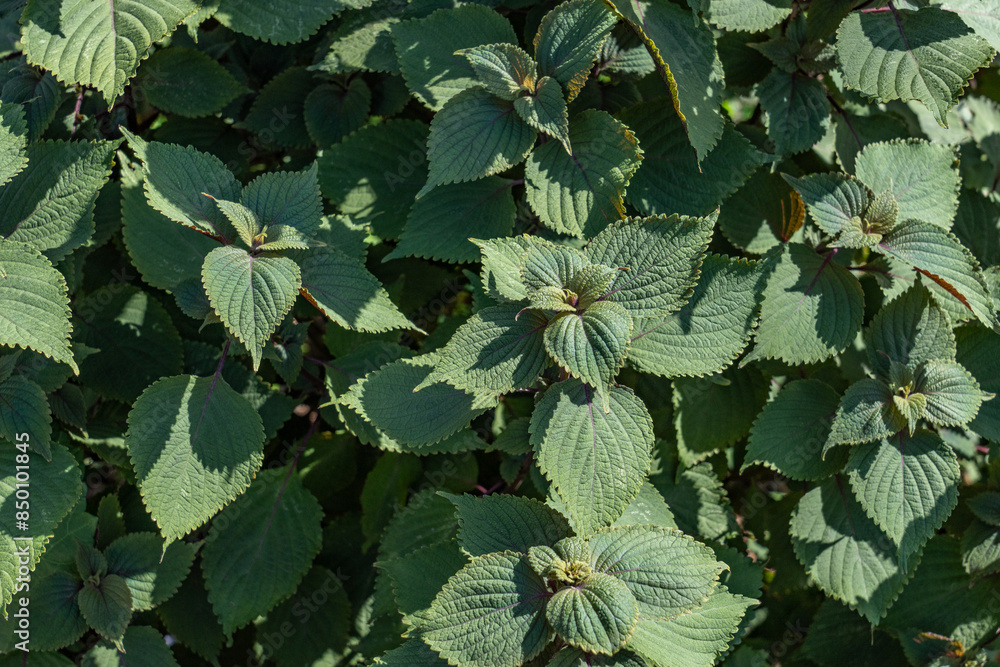 Perilla frutescens, also called deulkkae or Korean perilla,is a species ...