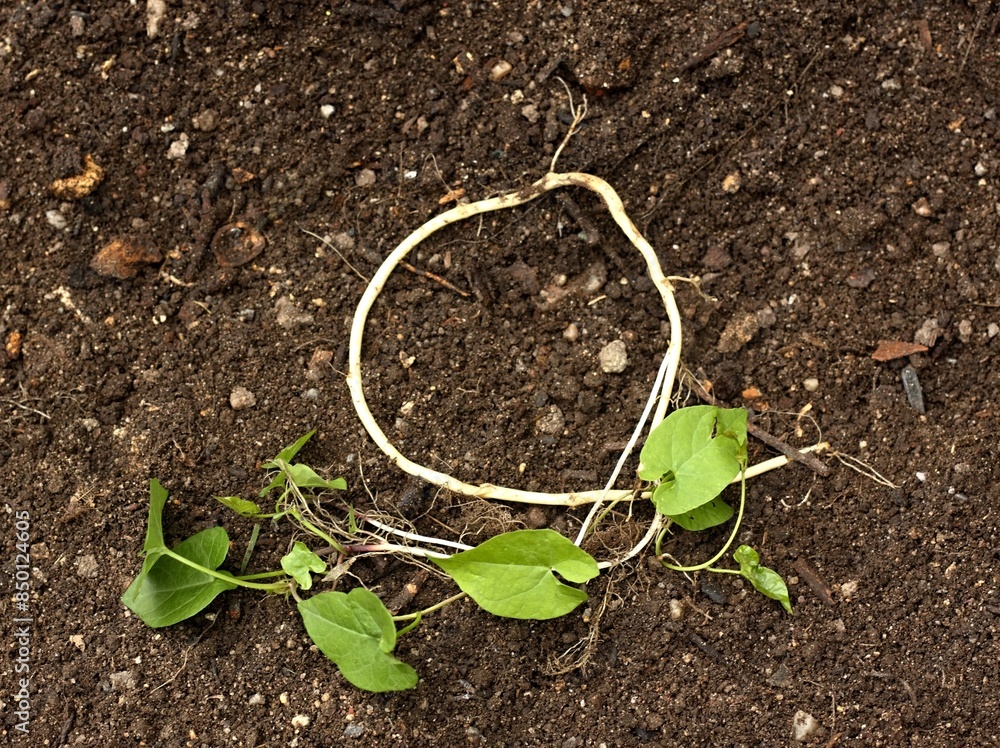 Field bindweed, lat. Convolvulus arvensis pulled from the ground with ...