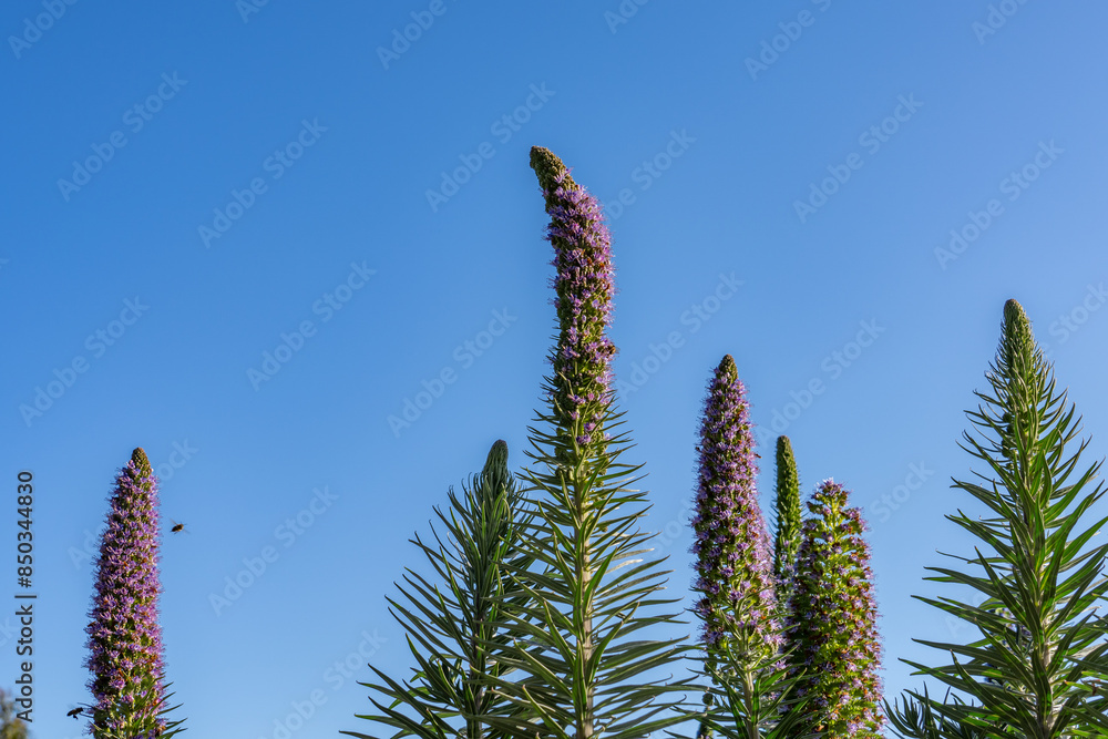 Echium candicans, the 'Pride of Madeira', flowering plant in the family ...
