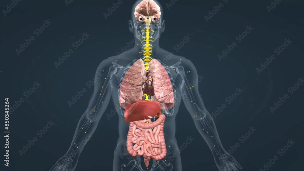 Mechanism of action of adrenaline in human body Stock Video | Adobe Stock