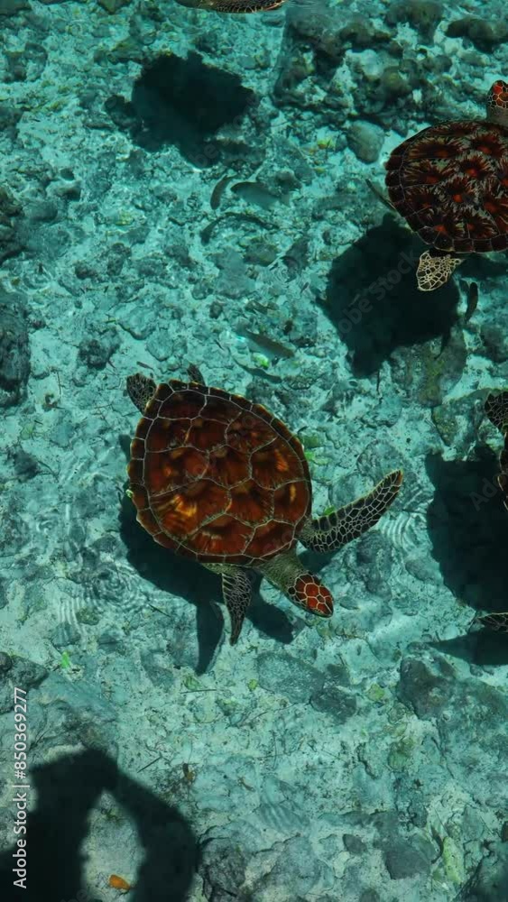 4K vertical: Sea turtles in a natural cave in blue clear water, Indian ...