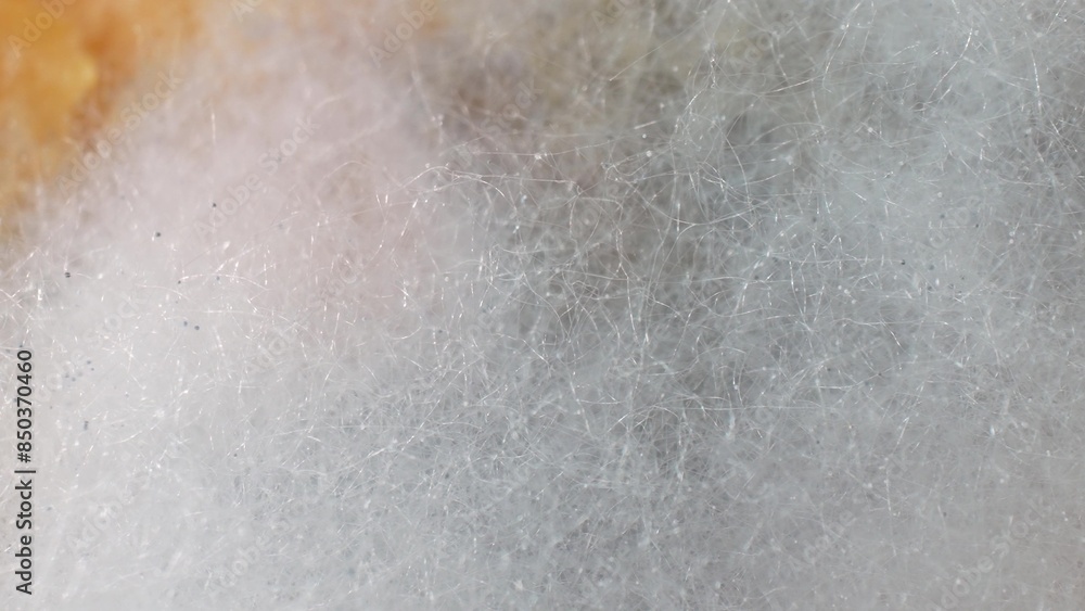 Up close, mold on bread reveals fuzzy, white patches-a testament to ...