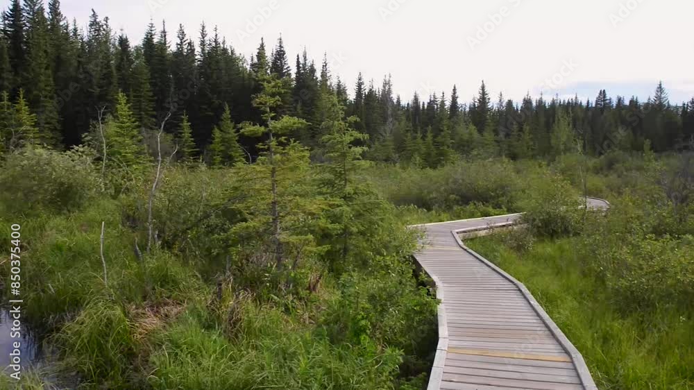 The Beaver Boardwalk is a unique, wooden pathway that winds through ...