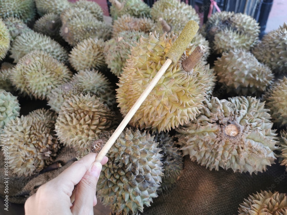 How to check if durian is ripe or not by using a wooden tool for Check ...
