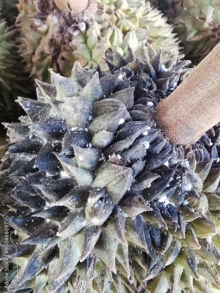 Durian has fungi and aphids clinging to the peel, making it cheaper ...