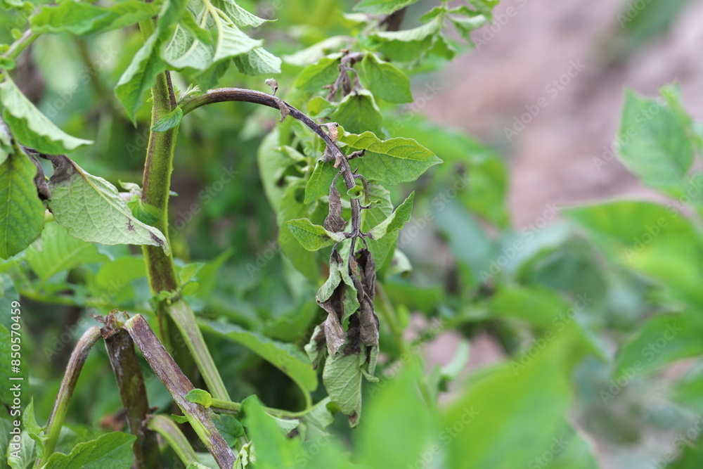 Potato blight or late blight is serious potato and tomato disease causes by a fungus-like ...