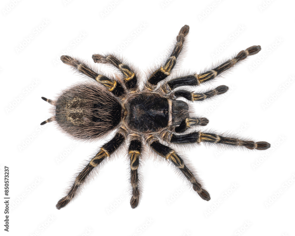 Female Grammostola Pulchripes aka Chaco Golden Knee tarantula. Top view ...