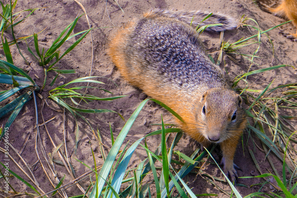 Ground squirrel Spermophilus or souslik (European ground squirrel ...