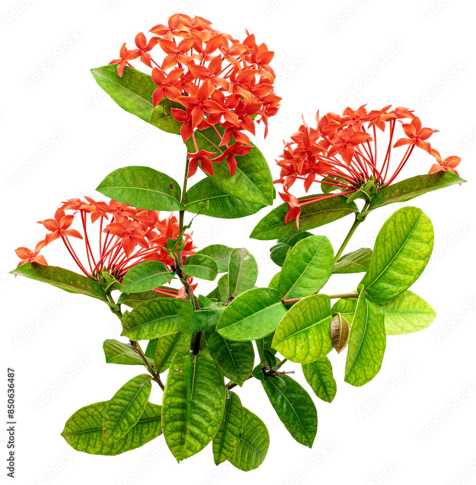 Bush Ixora coccinea flower, red ixora with leaves isolated on ...