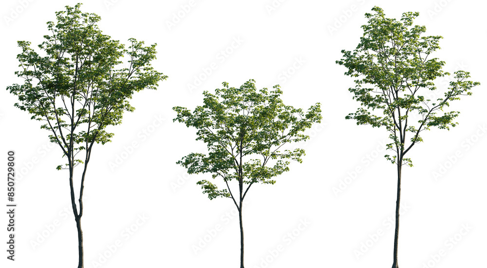 Acer pseudoplatanus frontal set trees isolated png in sunny daylight on ...