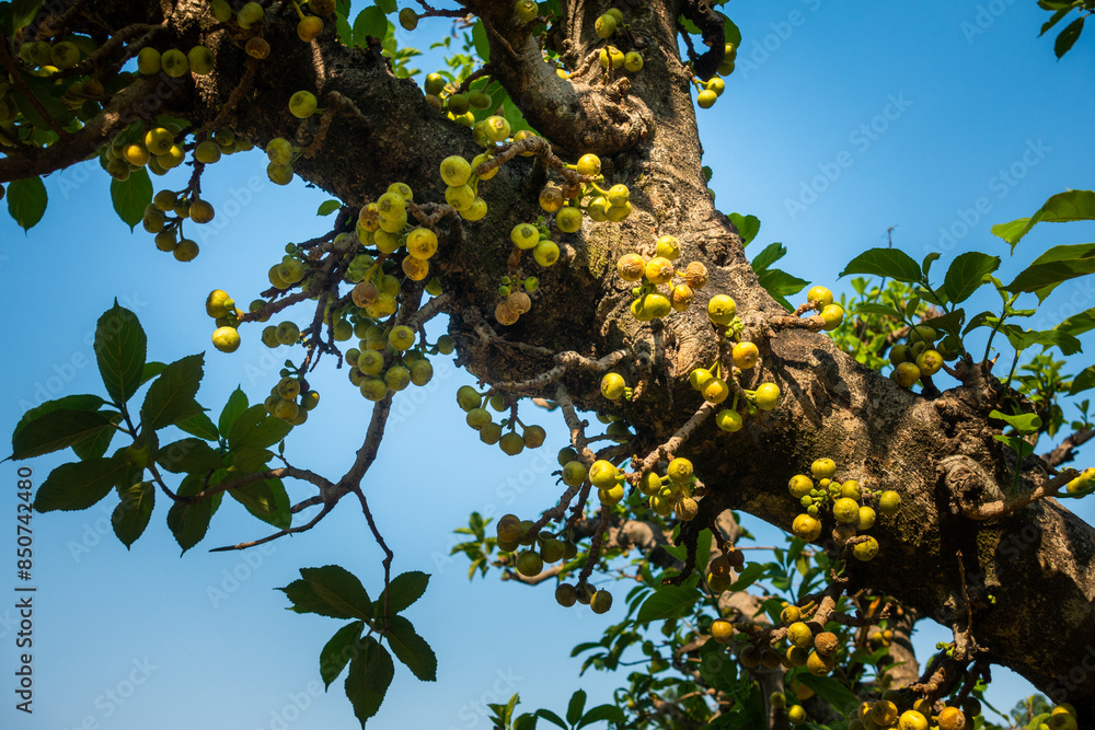 Ficus racemosa, also known as the cluster fig, red river fig, or gular ...