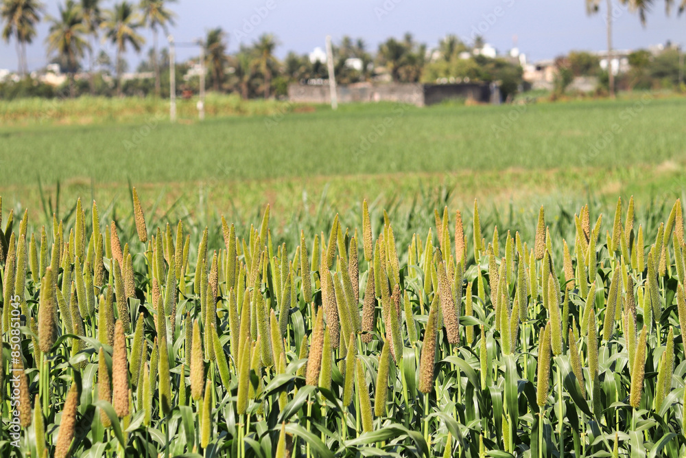 in indian rural area millet stalks. millet or sorghum plant views in a ...