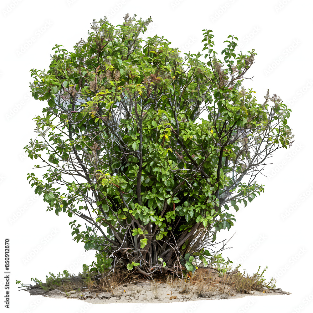 large poison oak bush with fresh spring growth and little flowering ...