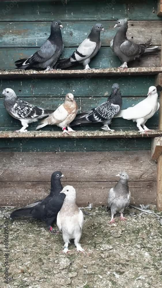 flock of pigeons, pigeons, a group of pigeons, the world of birds, a ...