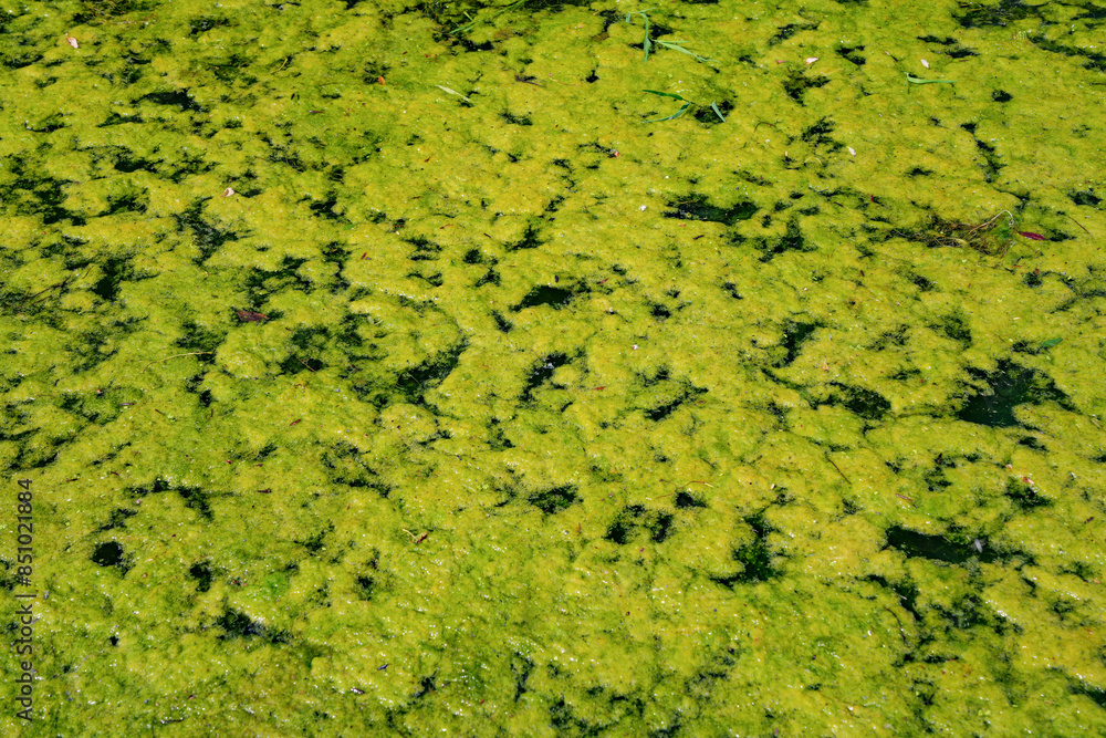 Patterns of green algae on the water. Green water. View from above ...