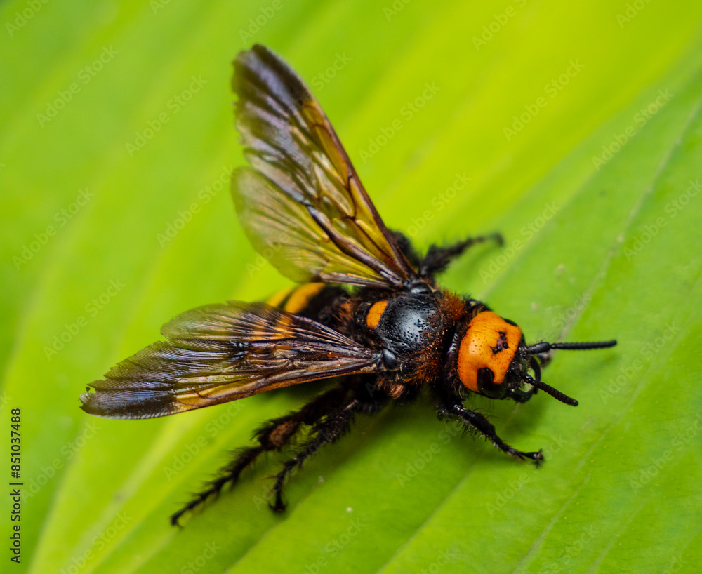 Giant scolia or spotted scolia, Mega scolia, Megascolia maculate L. One ...