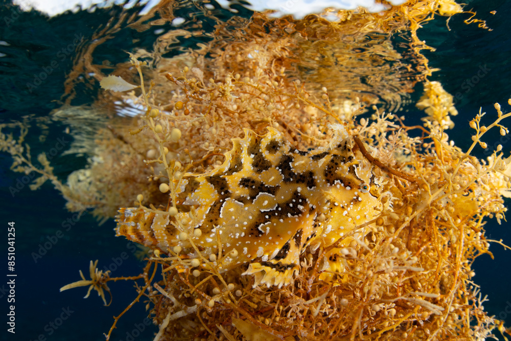 A well-camouflaged Sargassum fish, Histrio histrio, blends in with ...