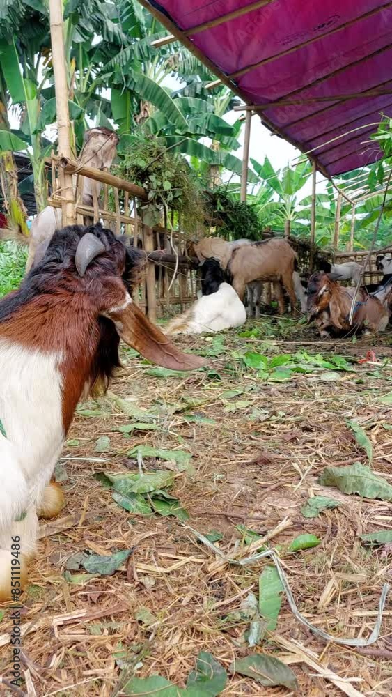 A goat at the sale of sacrificial goats ahead of the Eid al adha ...