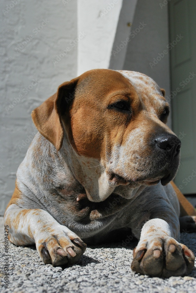 Muchas clases de perros podemos encontrar en Miami,en este caso ...