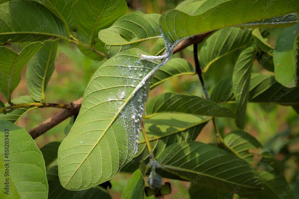 Foto de Whitefly pests attacking plant leaves, causing damage and ...