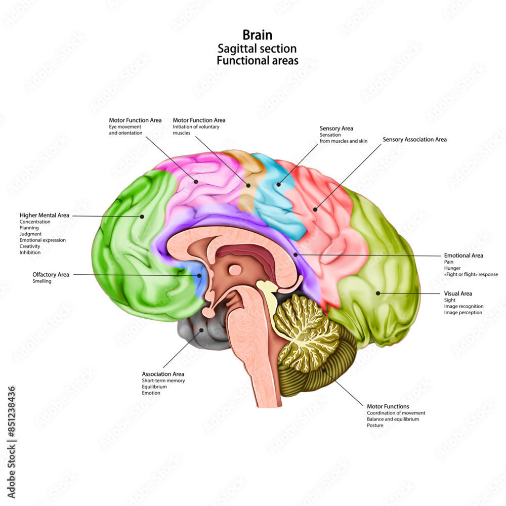 Human brain. Sagittal section. Medical didactic anatomy illustration ...