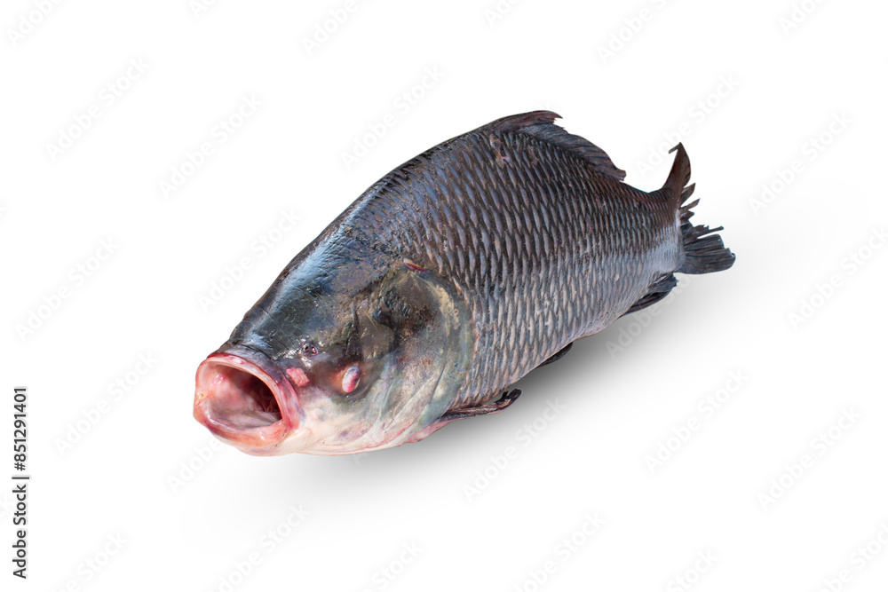 fresh water Catla ( katla ) fish. Catla fish isolated on white ...