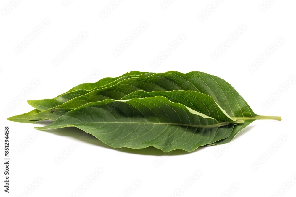 Justicia Adhatoda Leaves or Malabar Nut Leaves Isolated on White ...