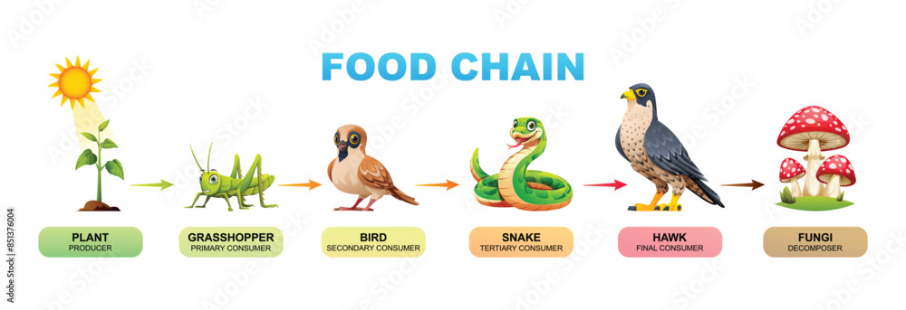 Food chain vector cartoon illustration showing plant, grasshopper, bird ...