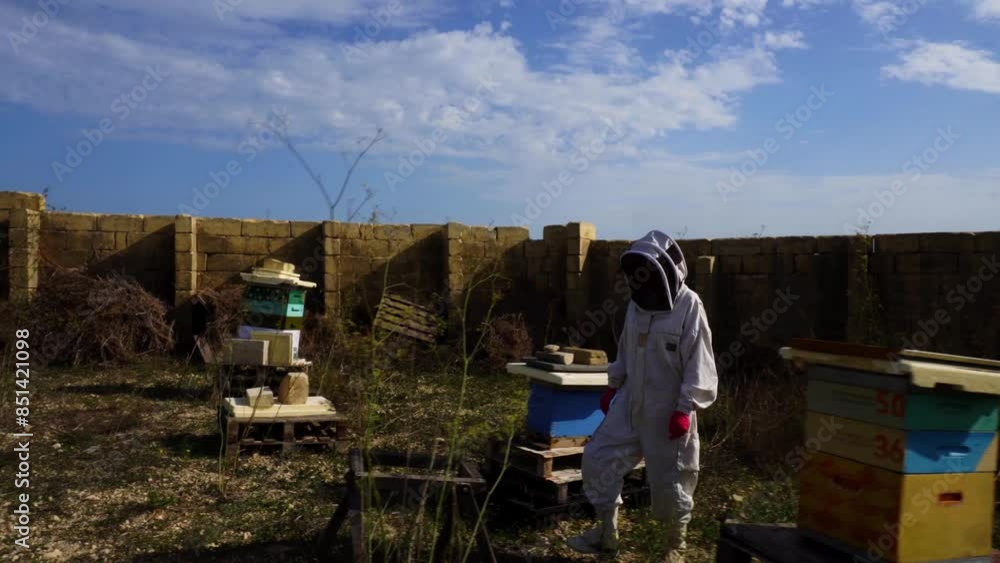 Apiarist pulls the frame covered with bees out of hive. Man in special ...