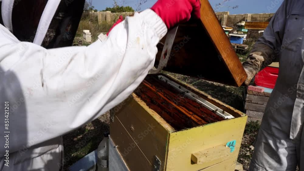 Apiarist pulls the frame covered with bees out of hive. Man in special ...
