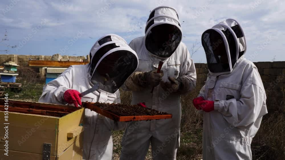 Apiarist pulls the frame covered with bees out of hive. Man in special ...