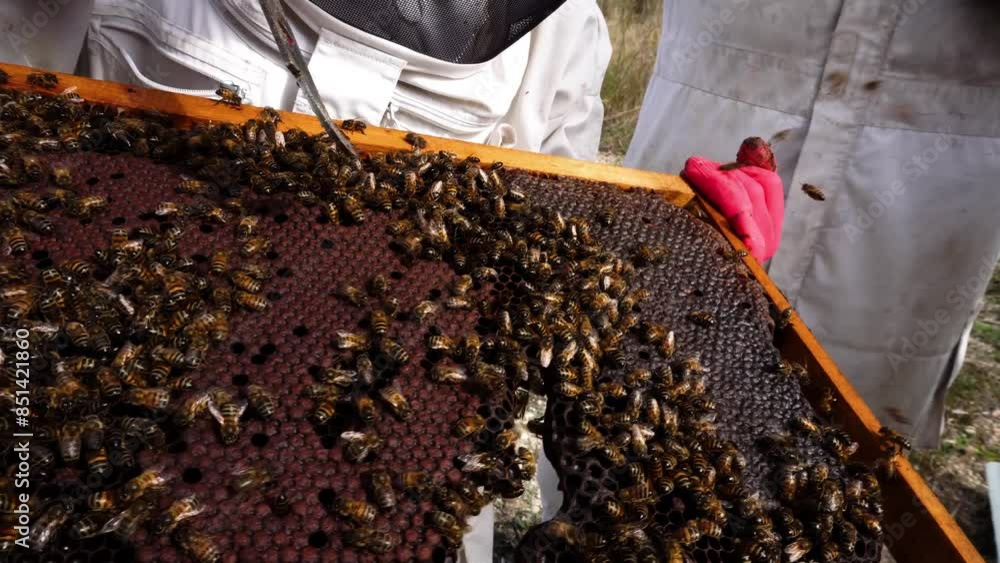 Apiarist pulls the frame covered with bees out of hive. Man in special ...